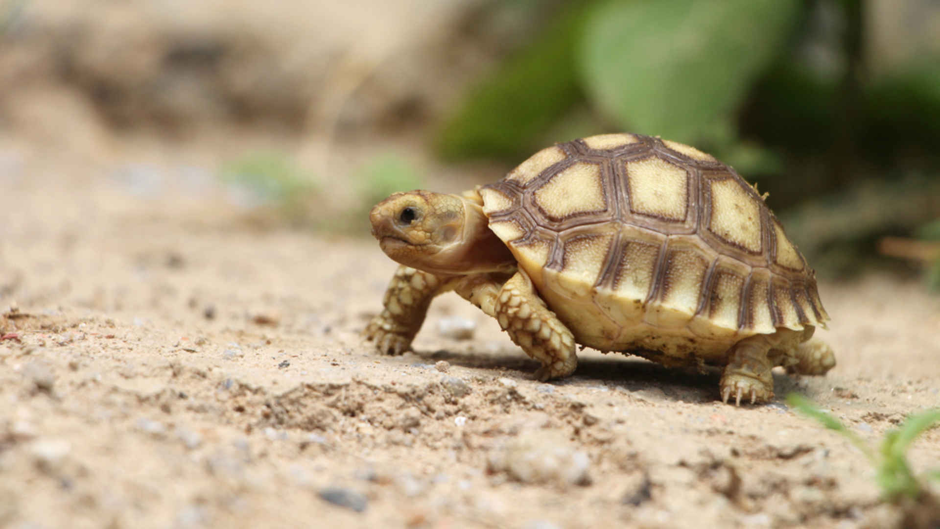 Angolo delle Testuggini - ZooSafari